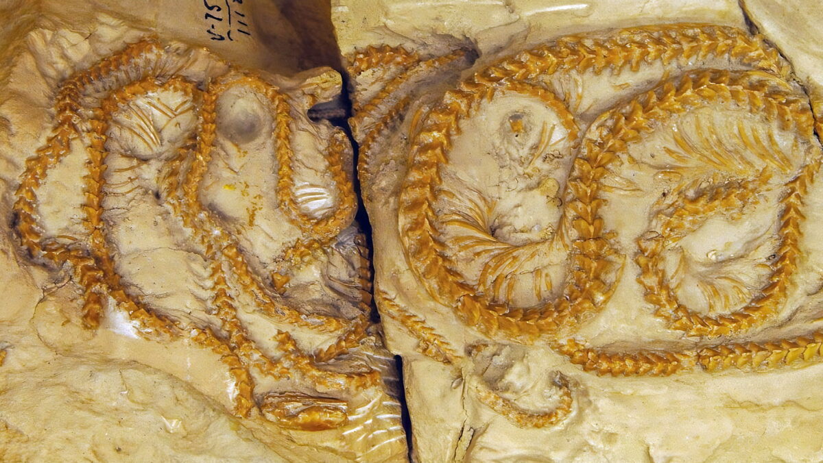Wildlife Wednesday: a “slithery” slope — and how fossils are rewriting ...