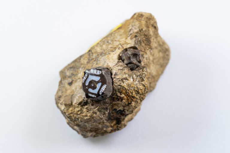 Wildlife Wednesday: a “slithery” slope — and how fossils are rewriting ...