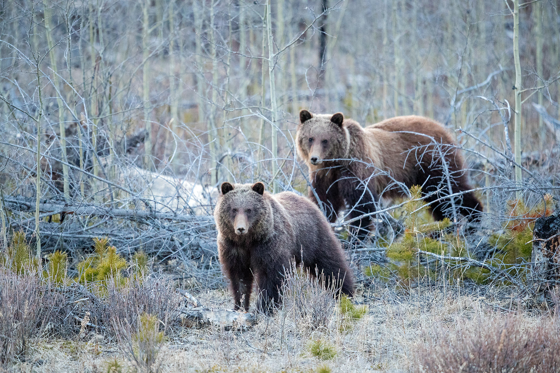 How will the Jasper wildfire affect wildlife? | Canadian Geographic