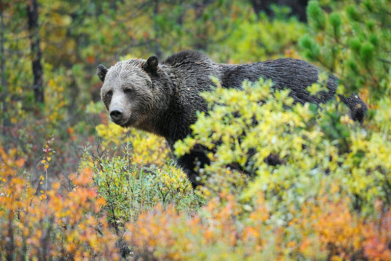 How will the Jasper wildfire affect wildlife? | Canadian Geographic