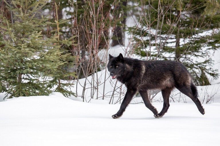 How will the Jasper wildfire affect wildlife? | Canadian Geographic
