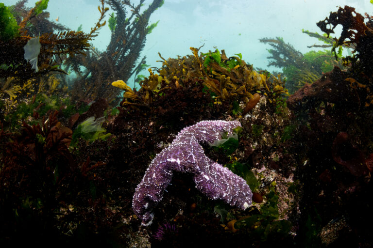 Melting away: The fight against Sea Star Wasting Disease | Canadian ...