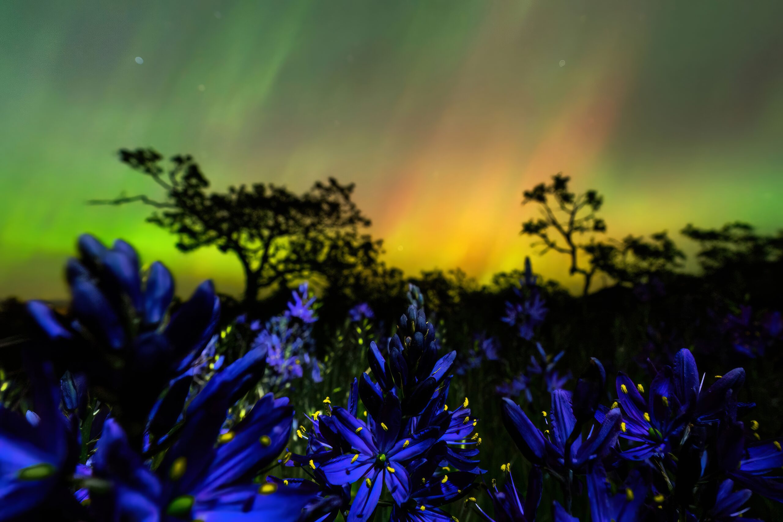 Announcing the winners of the 2024 Canadian Wildlife Photography of the Year competition ...