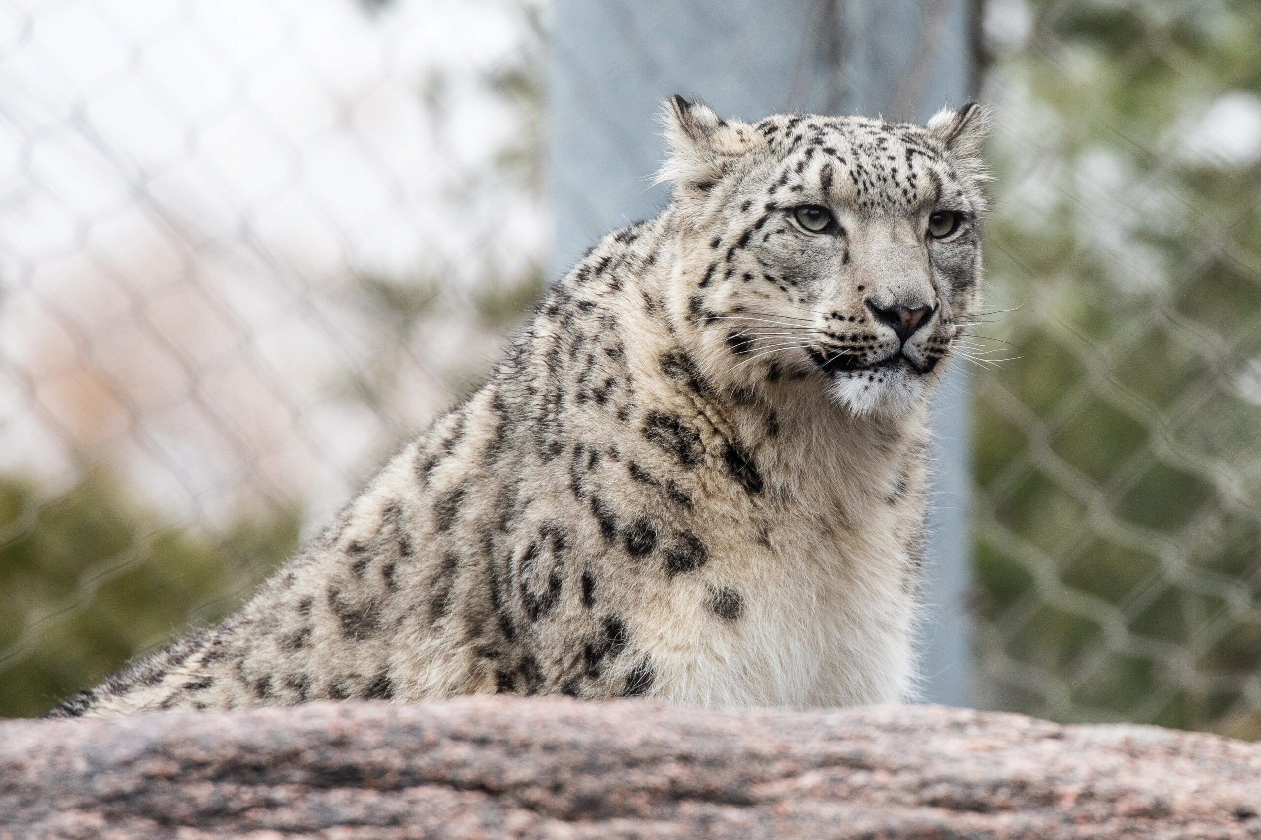 Celebrating 50 years of the Toronto Zoo | Canadian Geographic