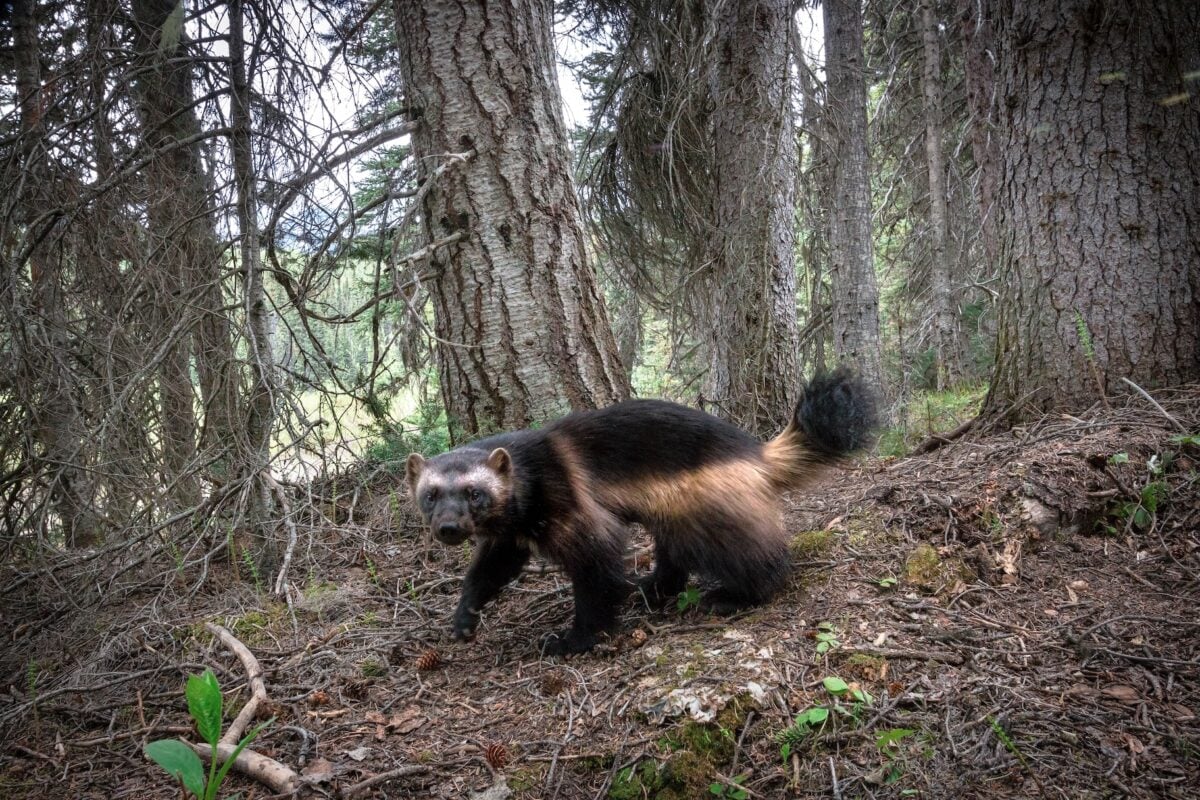 Animal Facts: Wolverine | Canadian Geographic
