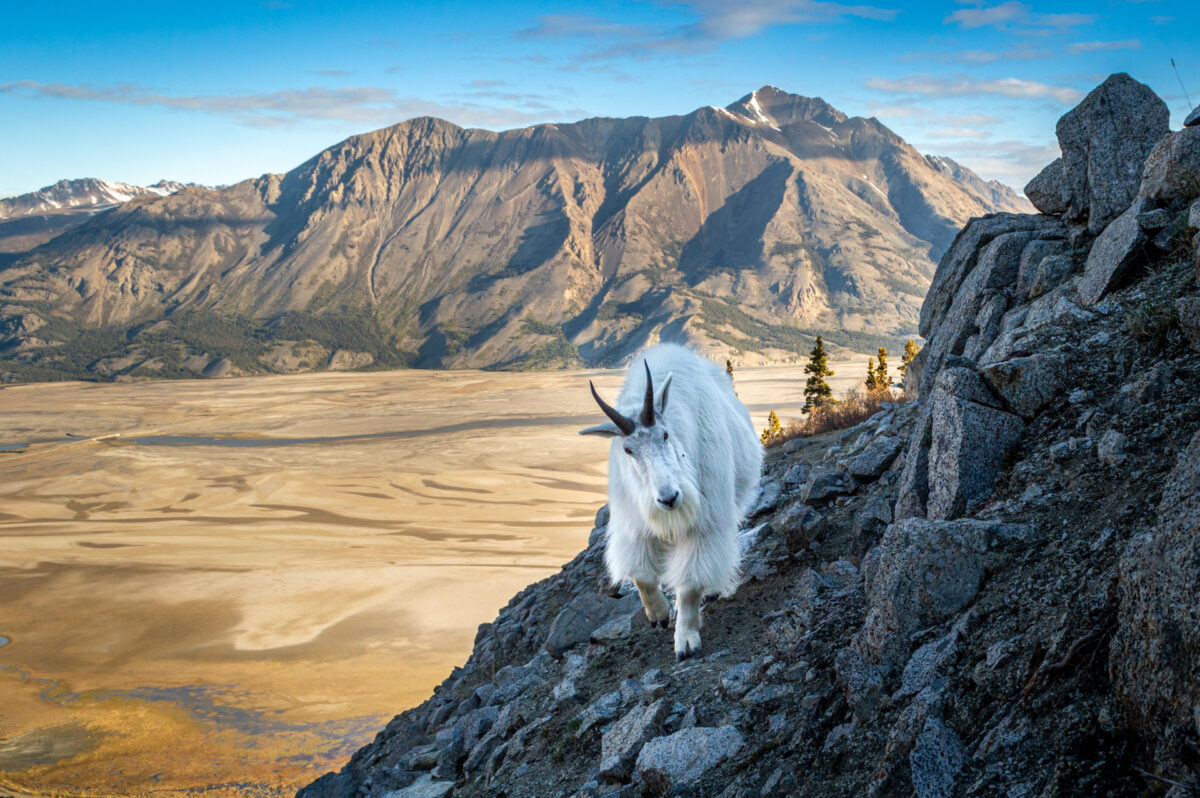 Announcing the winners of the 2024 Canadian Wildlife Photography of the ...