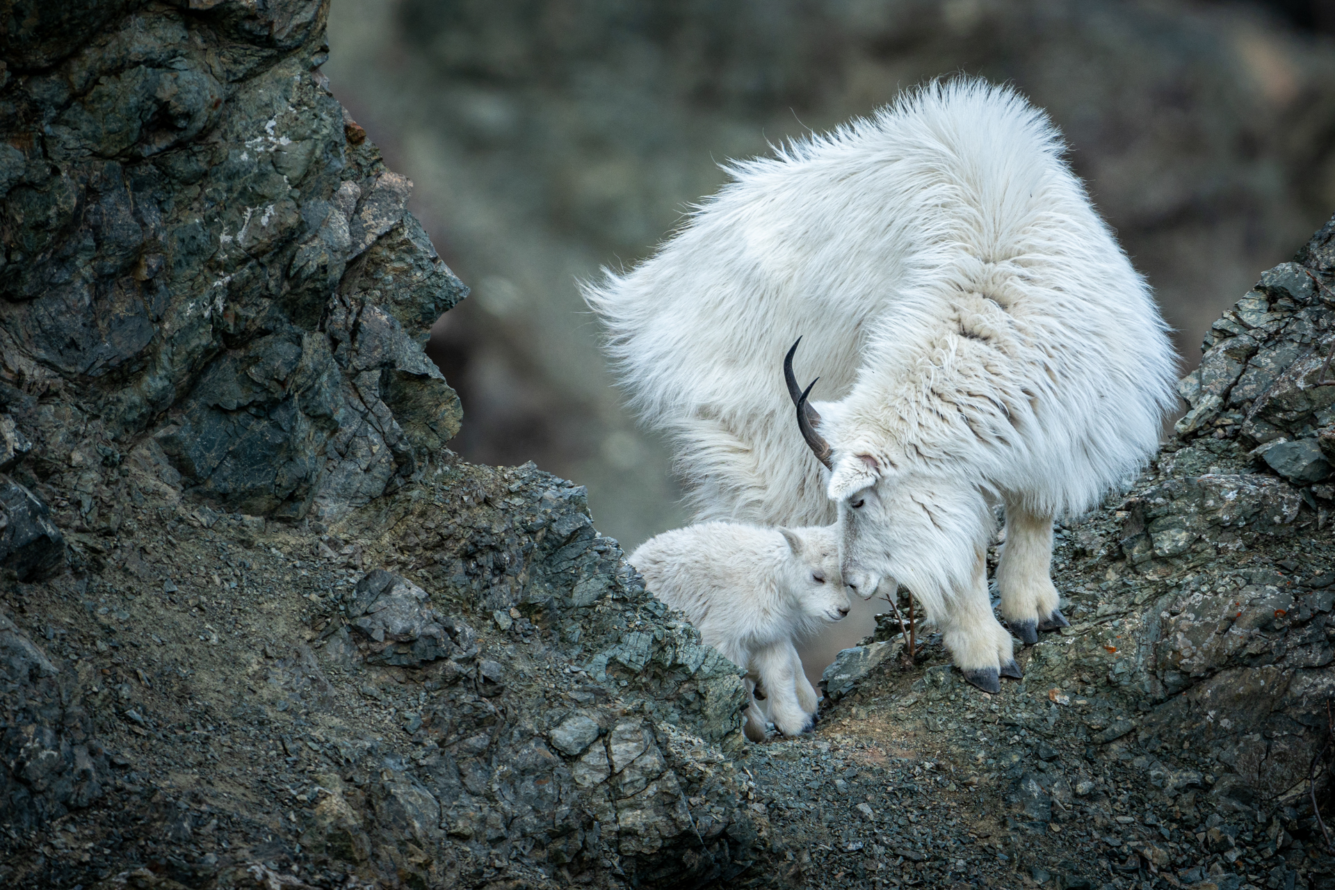Announcing the winners of the 2024 Canadian Wildlife Photography of the ...