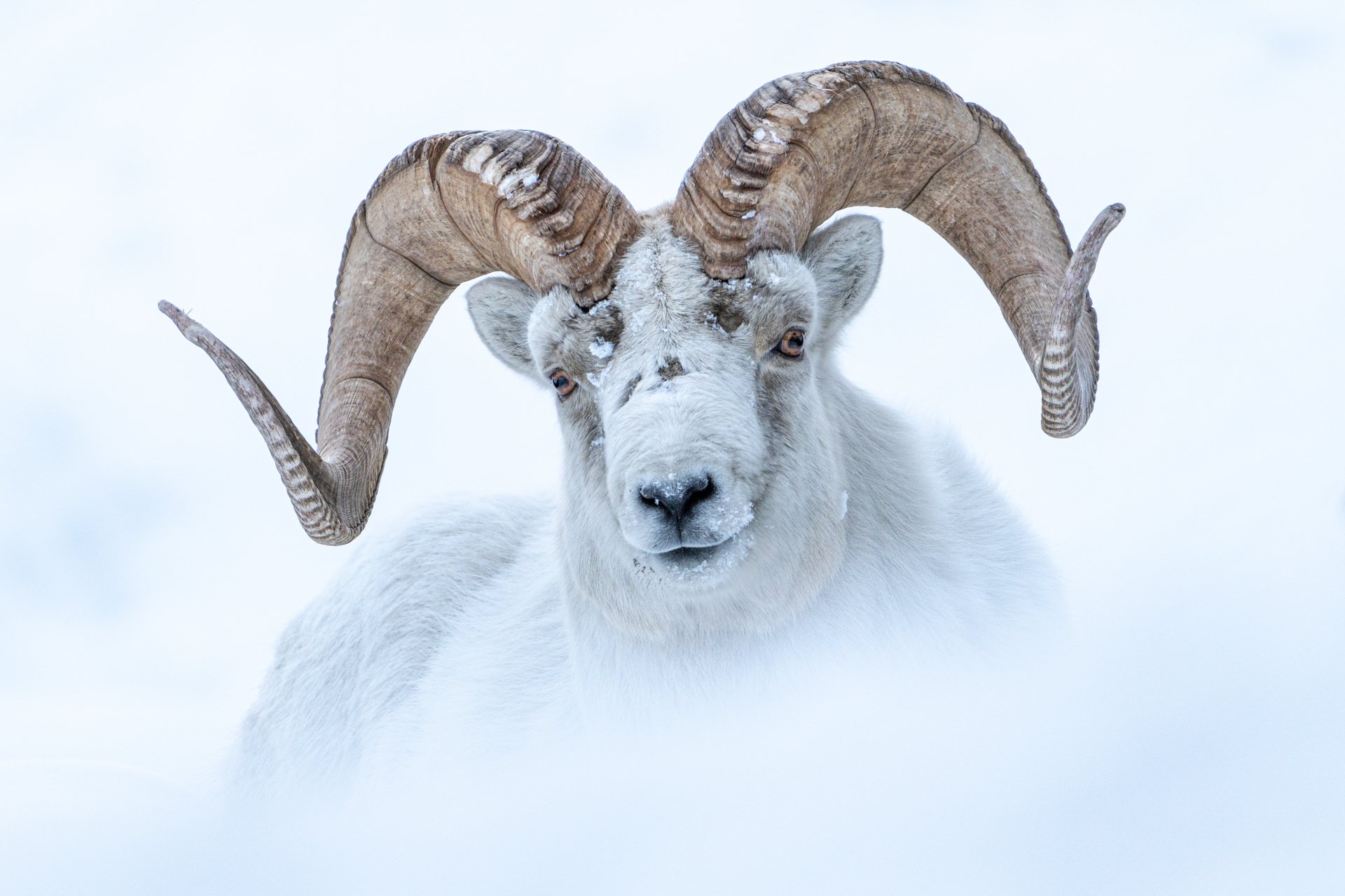 Announcing the winners of the 2024 Canadian Wildlife Photography of the ...