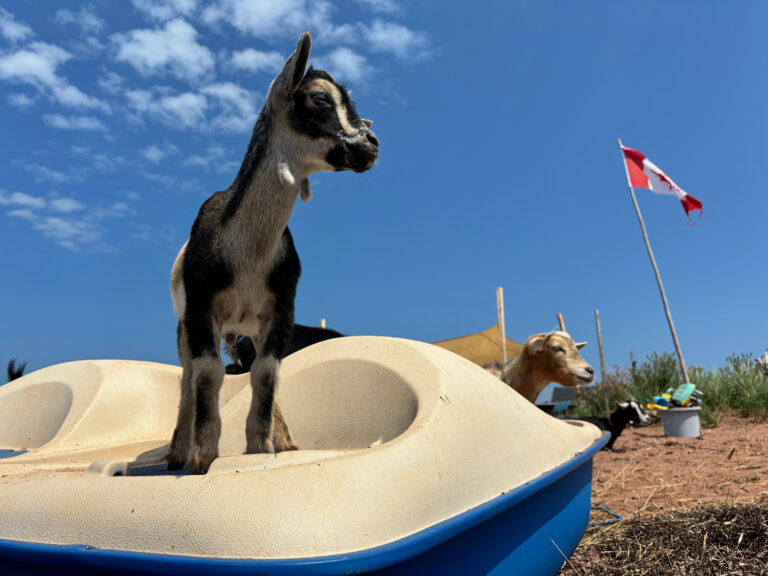 Float on a boat with a goat in Prince Edward Island | Canadian Geographic