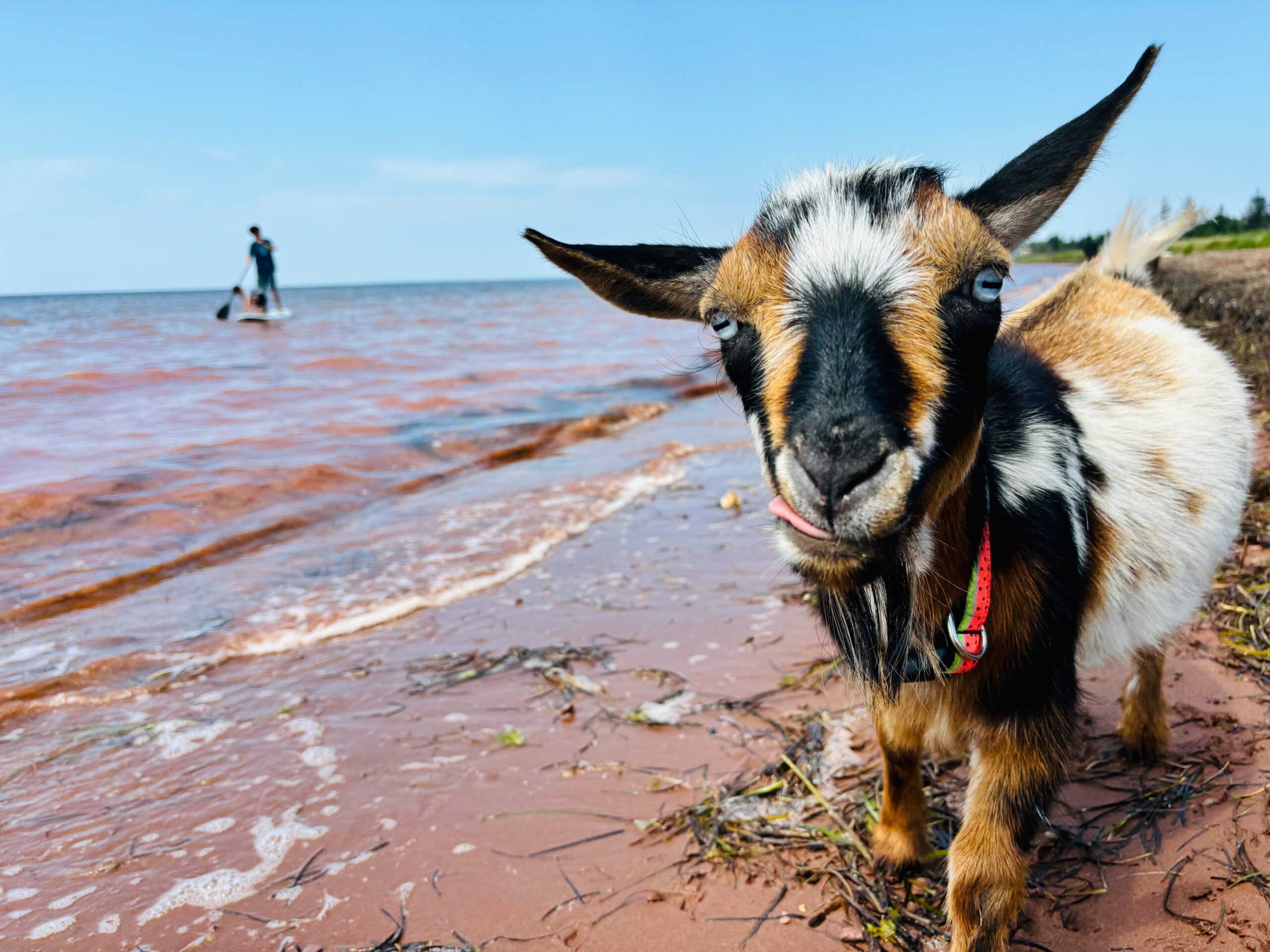 Float on a boat with a goat in Prince Edward Island | Canadian Geographic