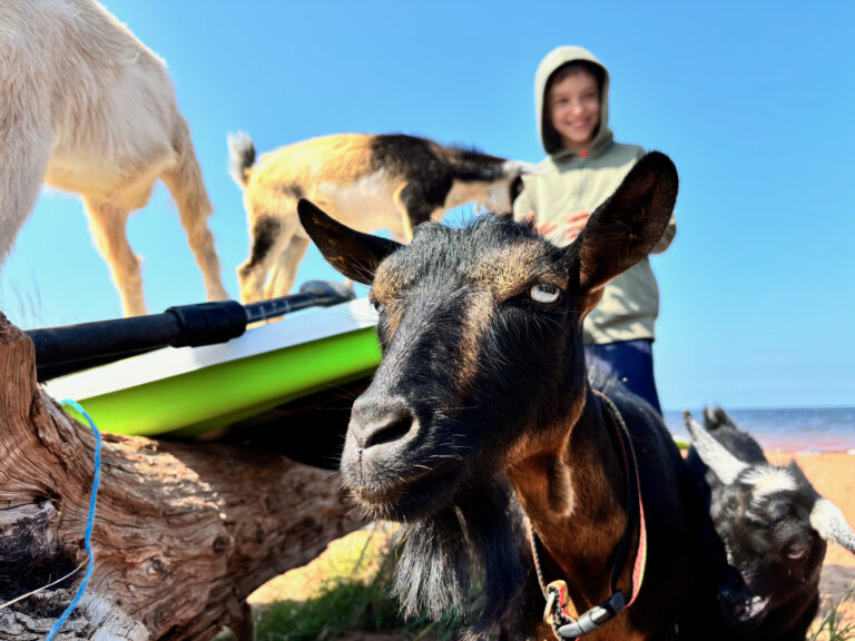 Float on a boat with a goat in Prince Edward Island | Canadian Geographic