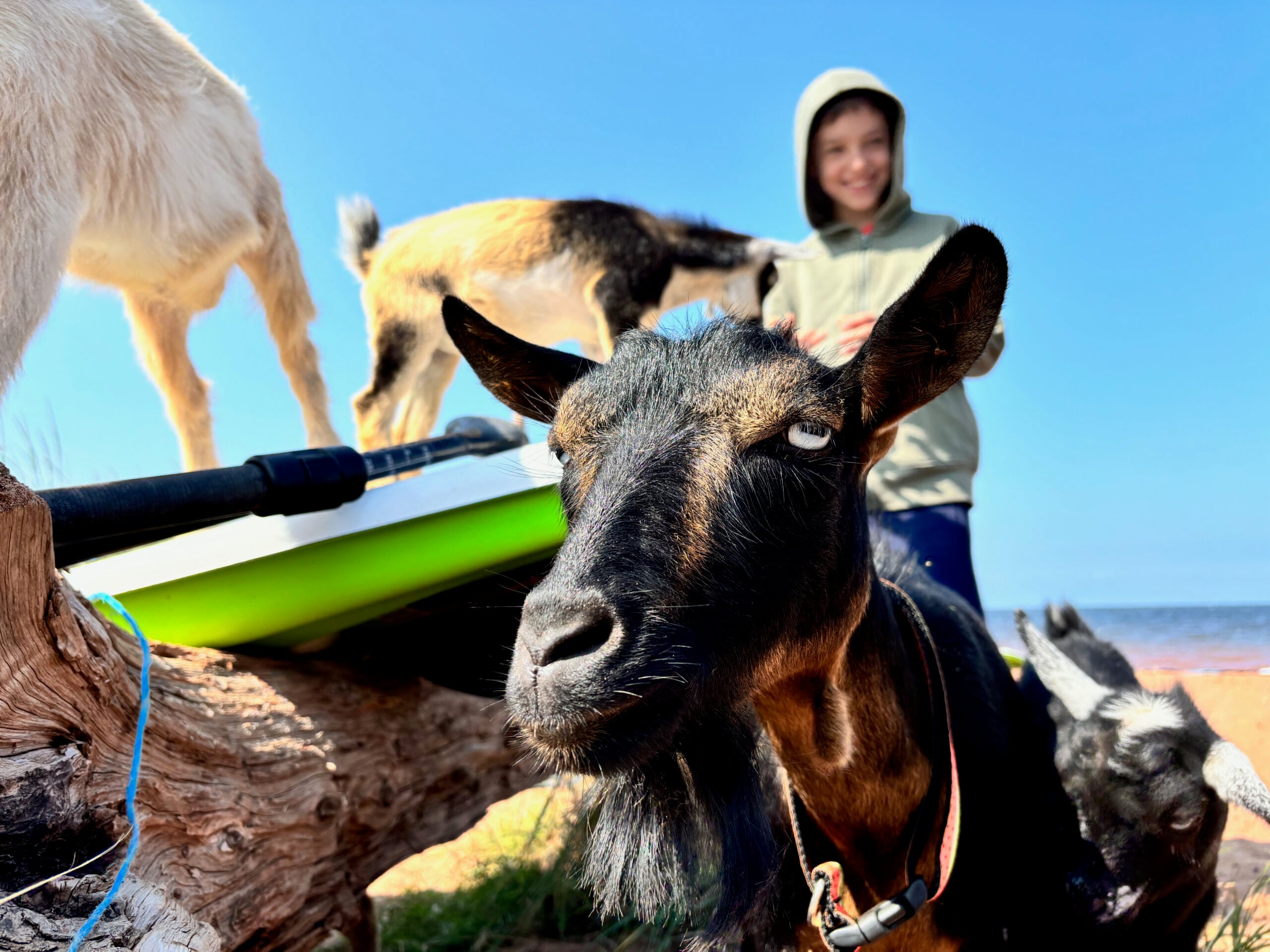Float on a boat with a goat in Prince Edward Island | Canadian Geographic