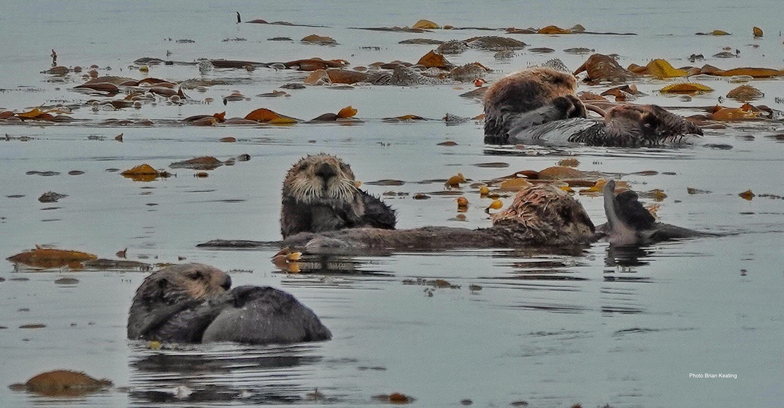 Cunard postcard: Alaska’s wonderful wildlife | Canadian Geographic