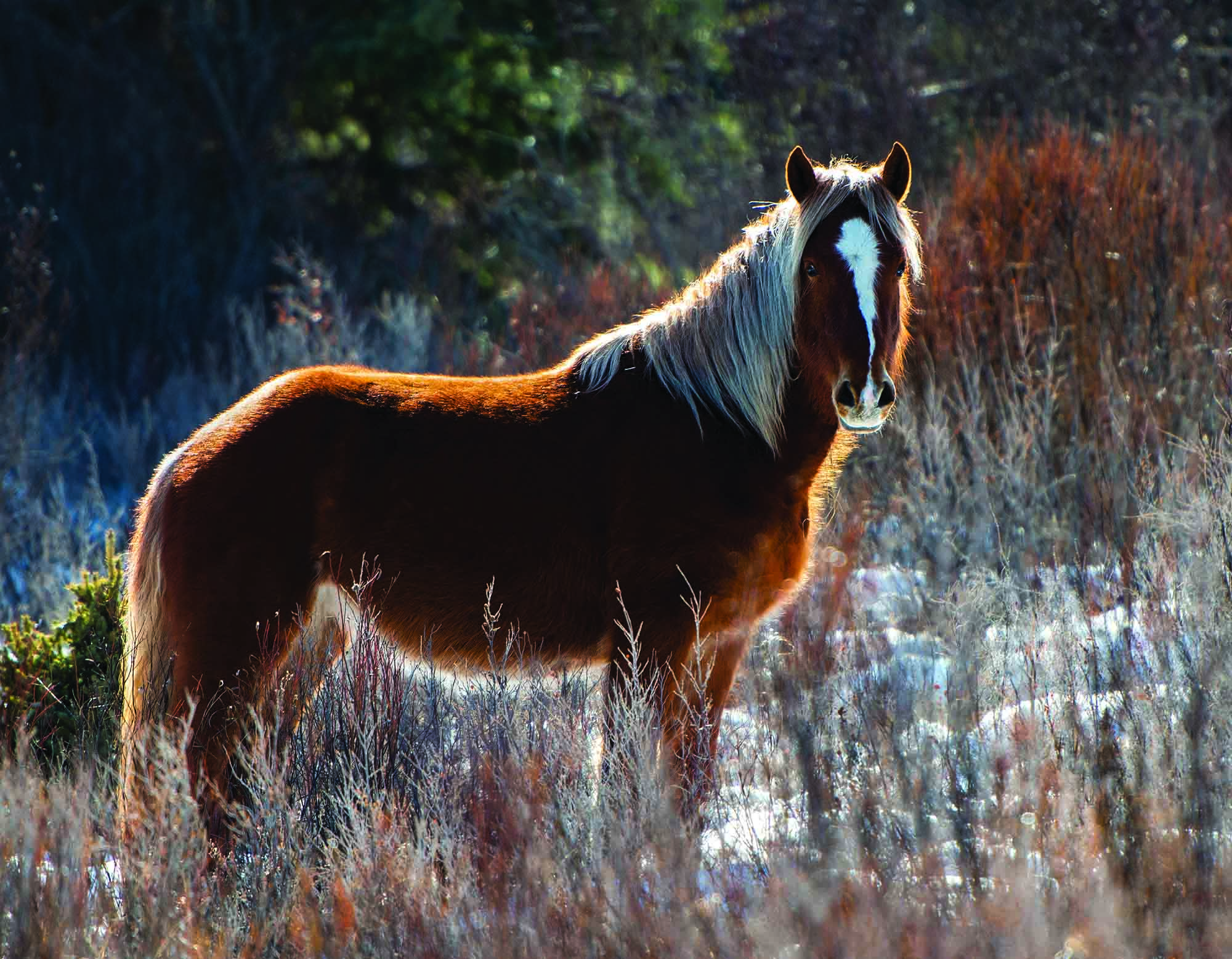 The politics of wild: where do Alberta’s wild horses belong? | Canadian ...