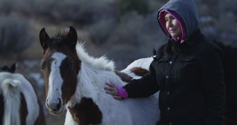 The politics of wild: where do Alberta’s wild horses belong? | Canadian ...