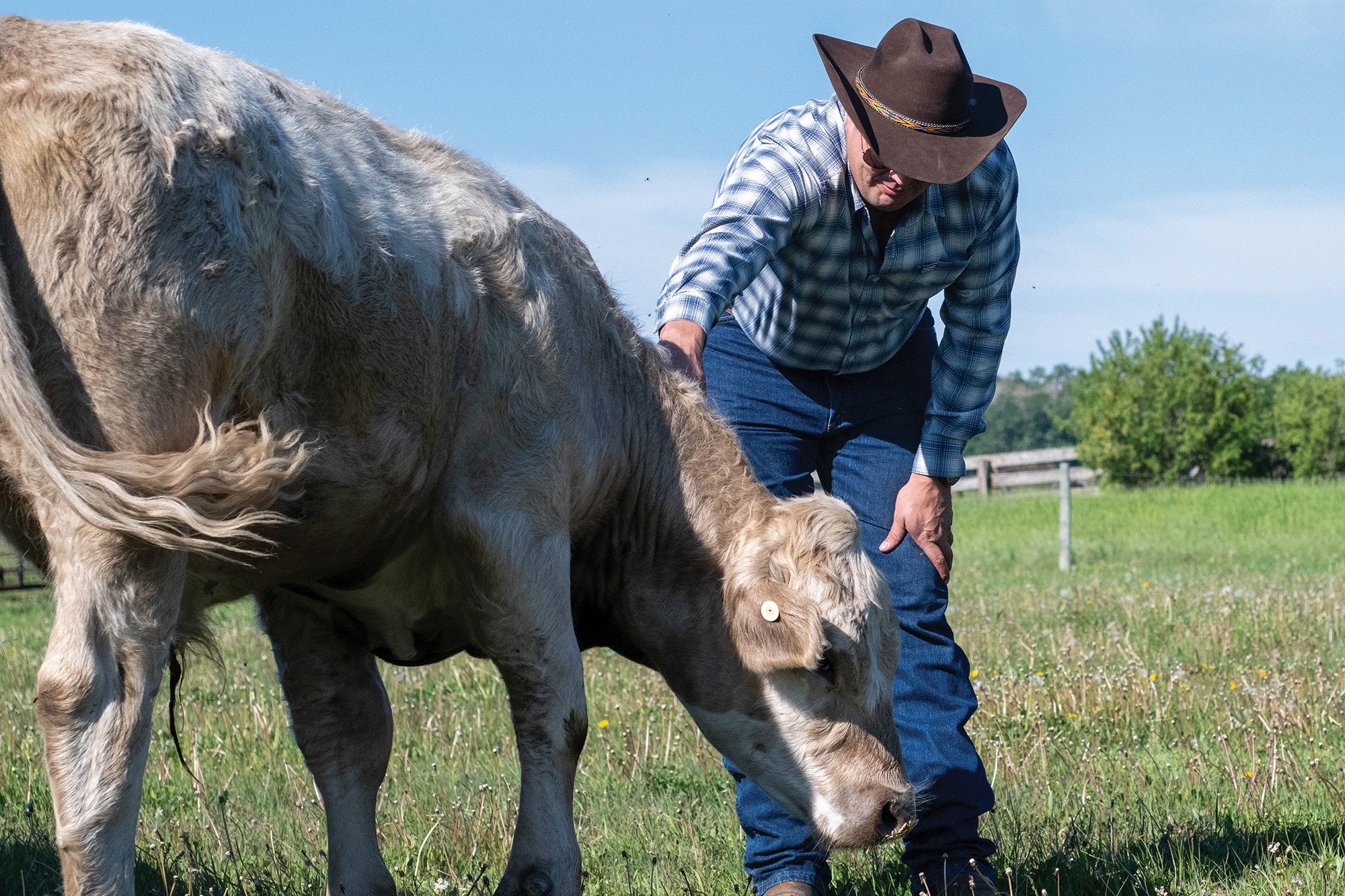 The politics of wild: where do Alberta’s wild horses belong? | Canadian ...