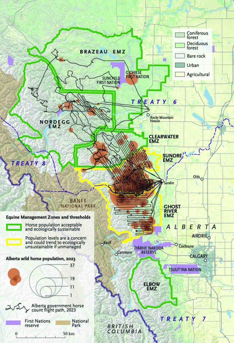 The politics of wild: where do Alberta’s wild horses belong? | Canadian ...