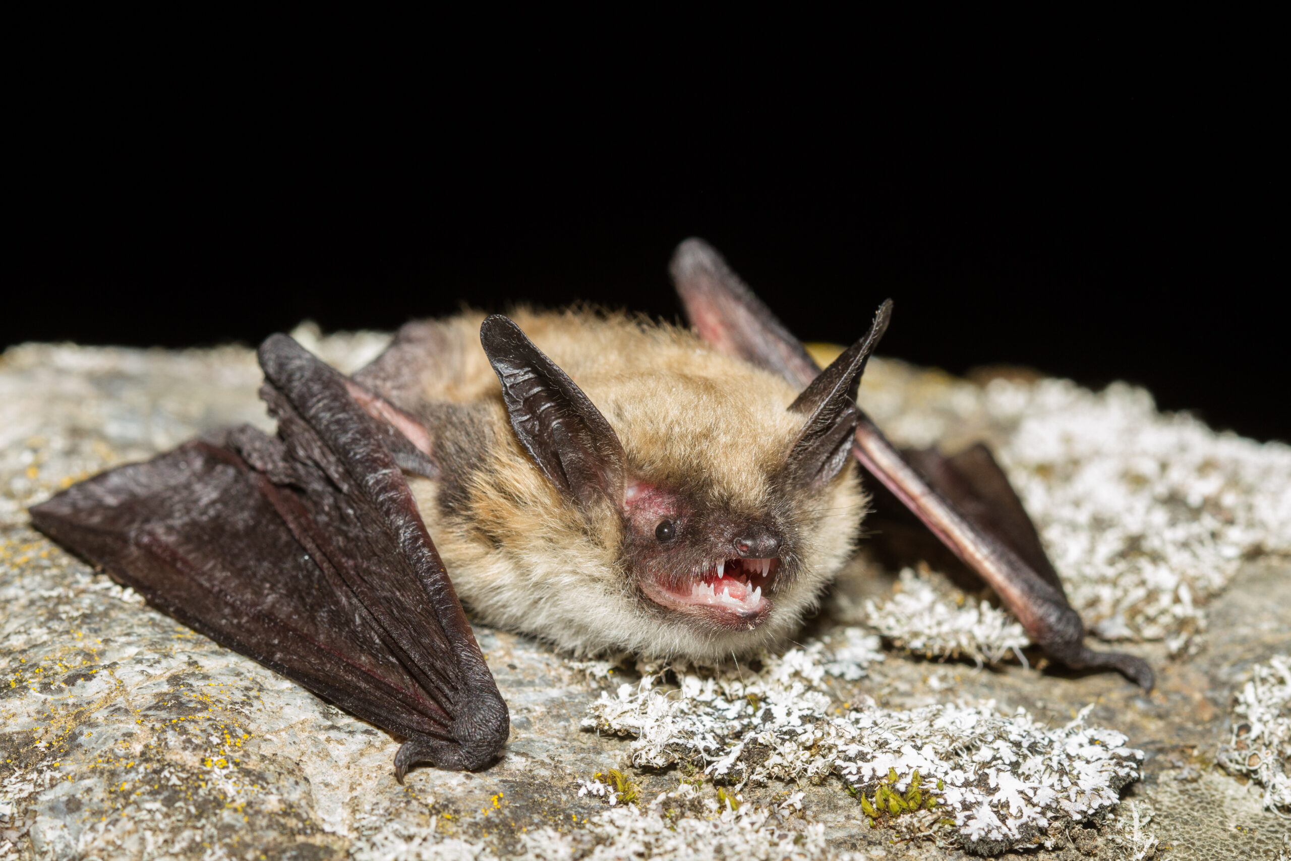 The race to save B.C.’s bats | Canadian Geographic
