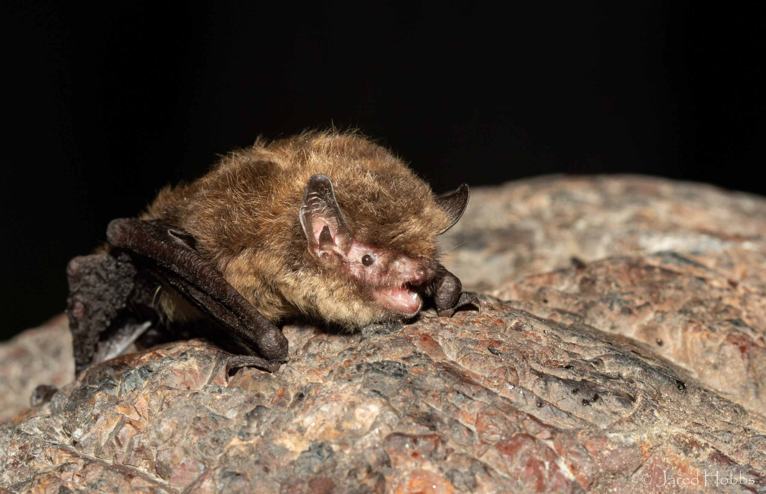 The race to save B.C.’s bats | Canadian Geographic
