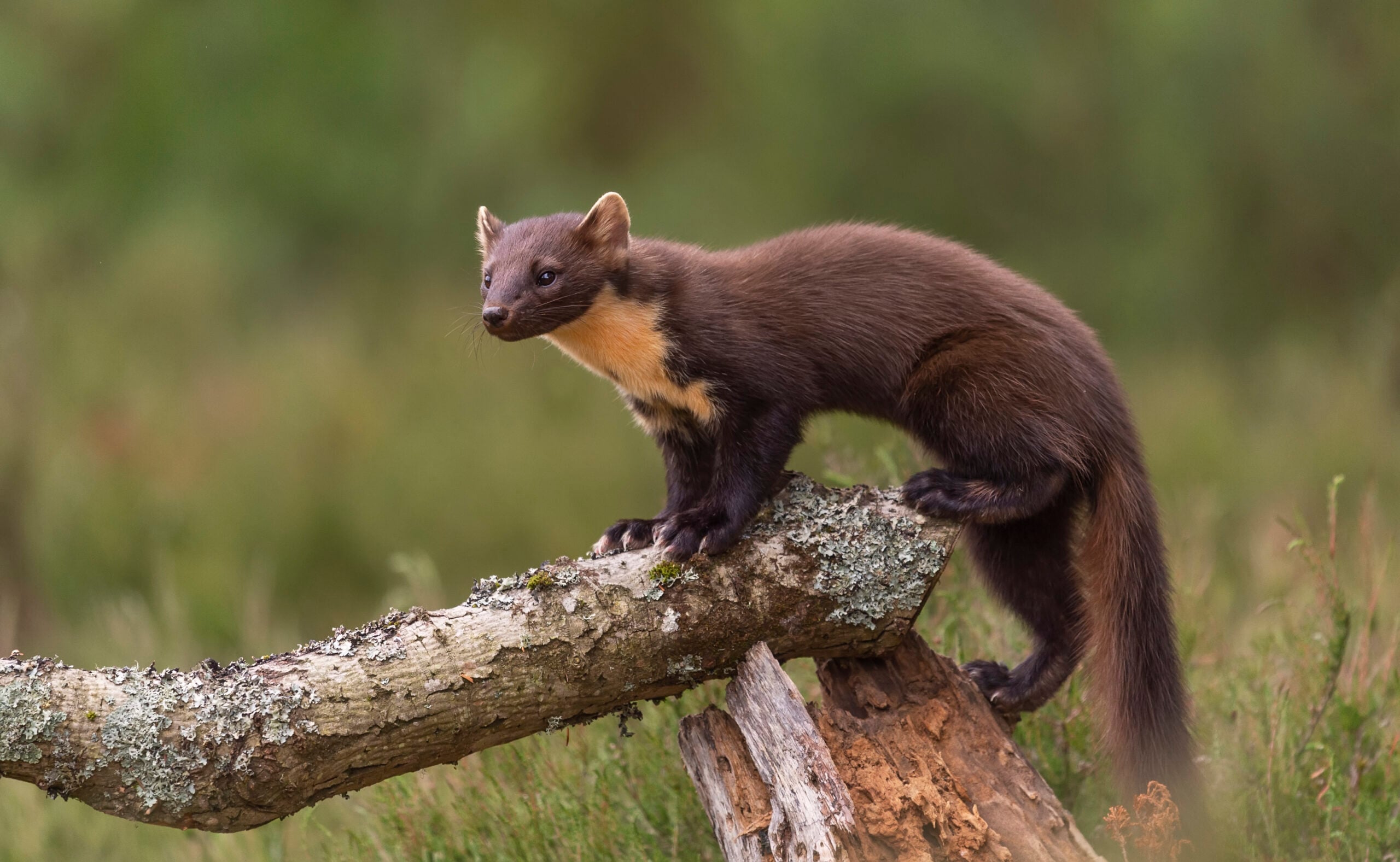 Animal facts: Pine marten | Canadian Geographic