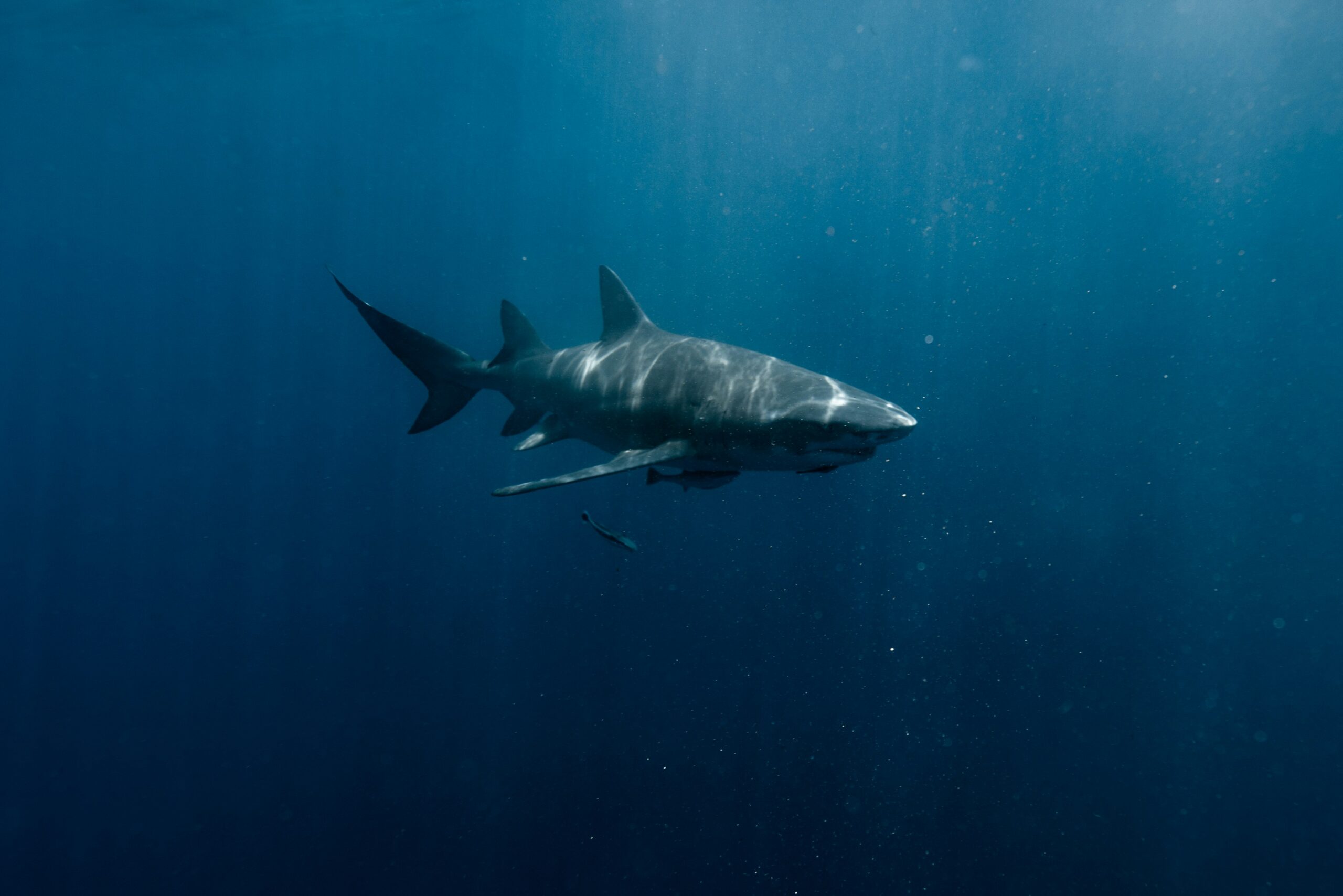 Wildlife Wednesday: Canada leads high seas mission to protect Pacific ...