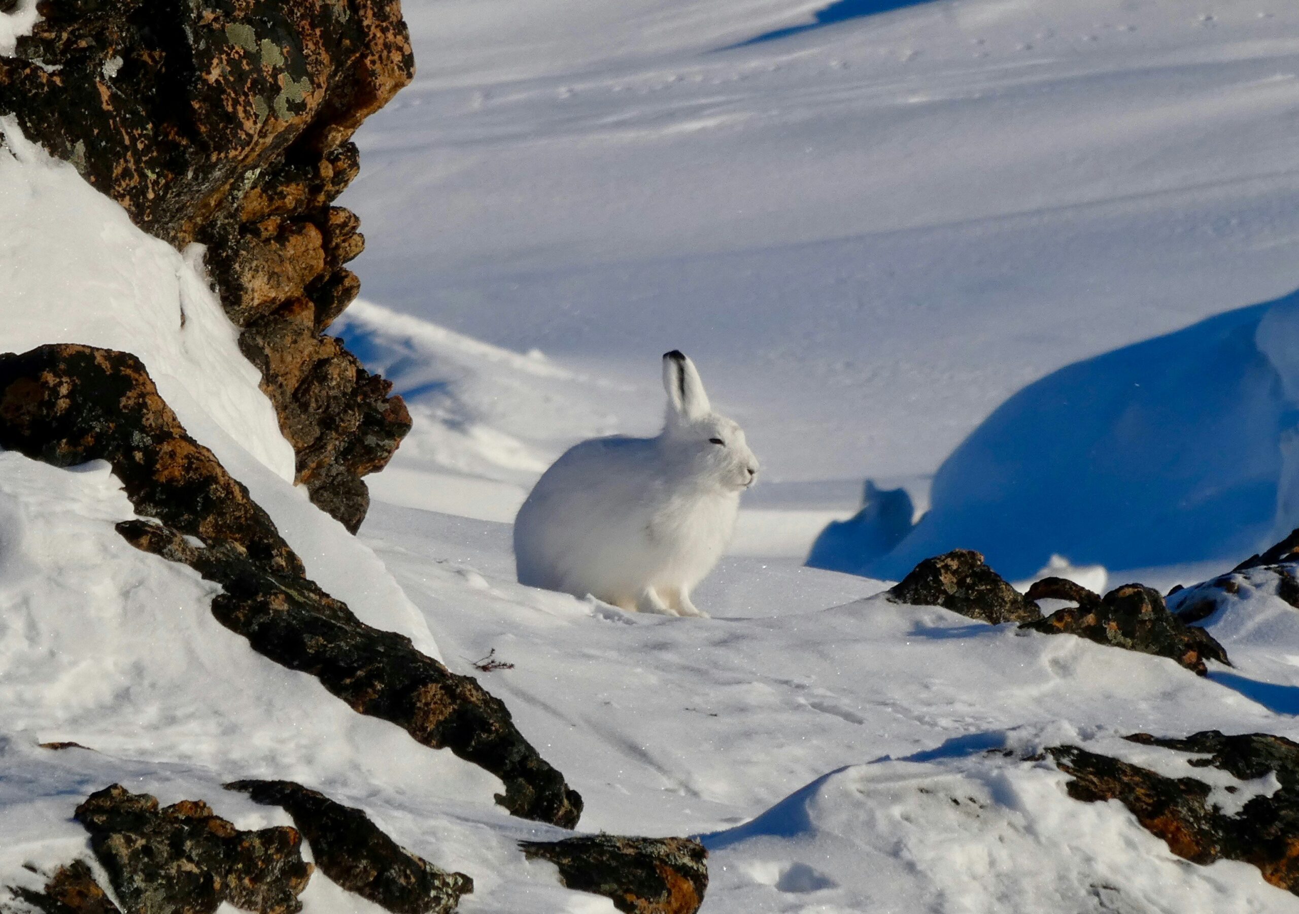 La merveilleuse faune du Nunavut | Canadian Geographic