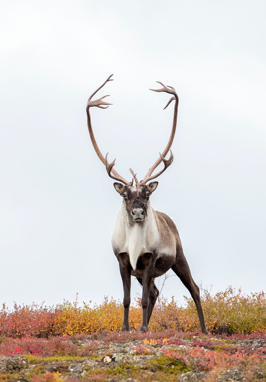 The wonderful wildlife of Nunavut | Canadian Geographic