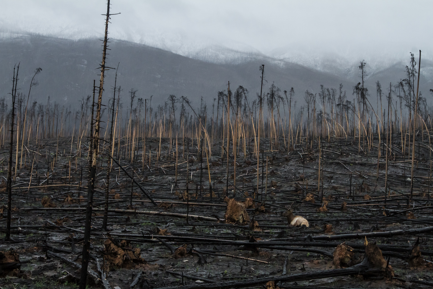 Behind the scenes of our 2024 Canadian Photos of the Year competition ...