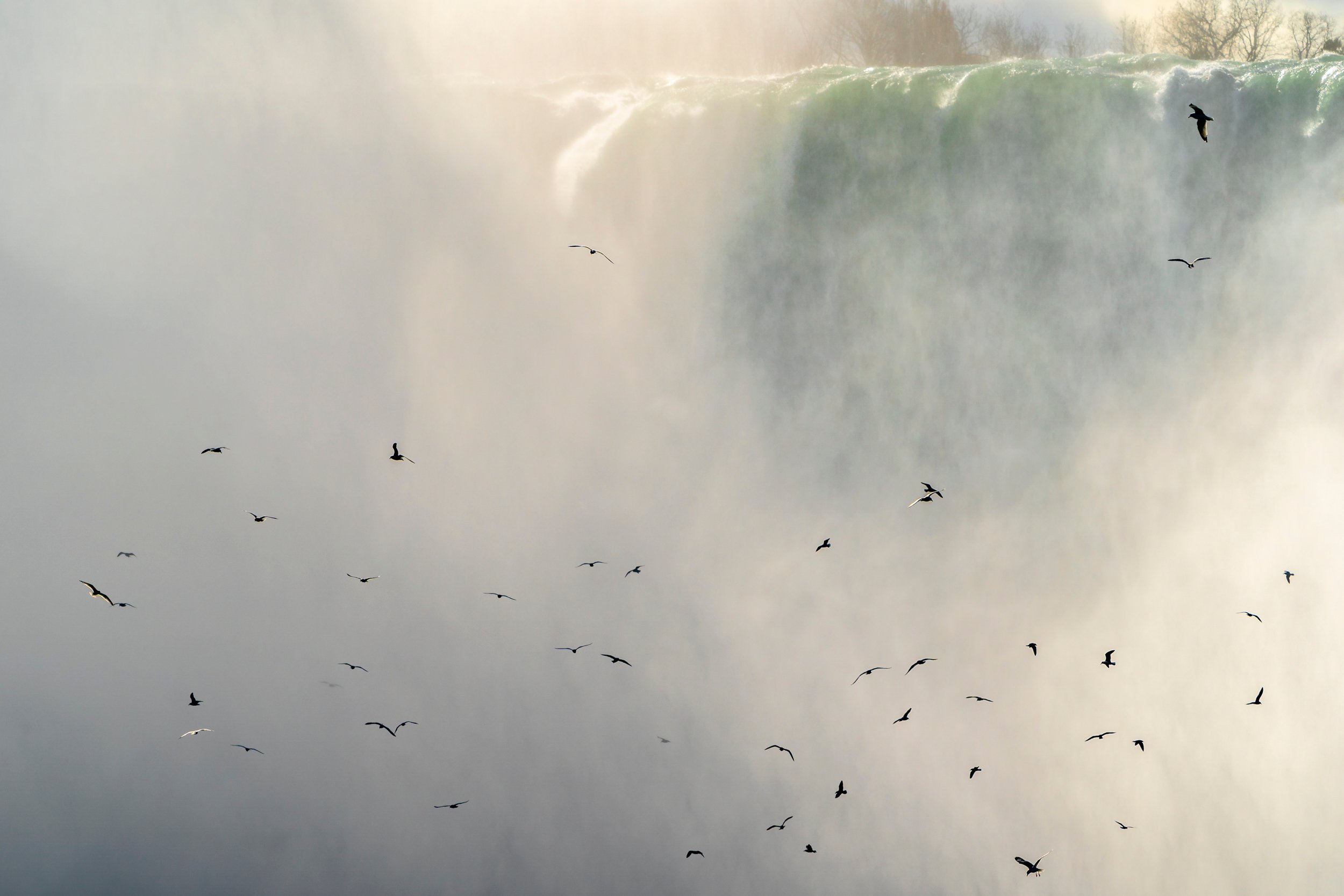 Wings over Niagara: the gulls of the falls | Canadian Geographic