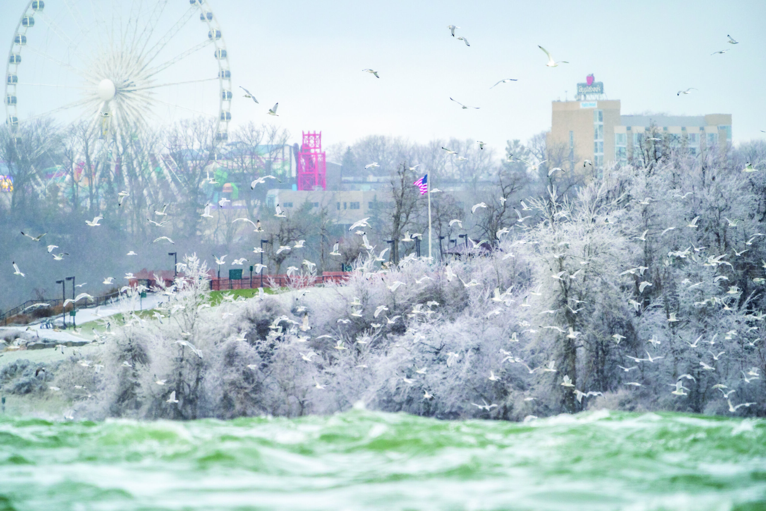 Wings over Niagara: the gulls of the falls | Canadian Geographic