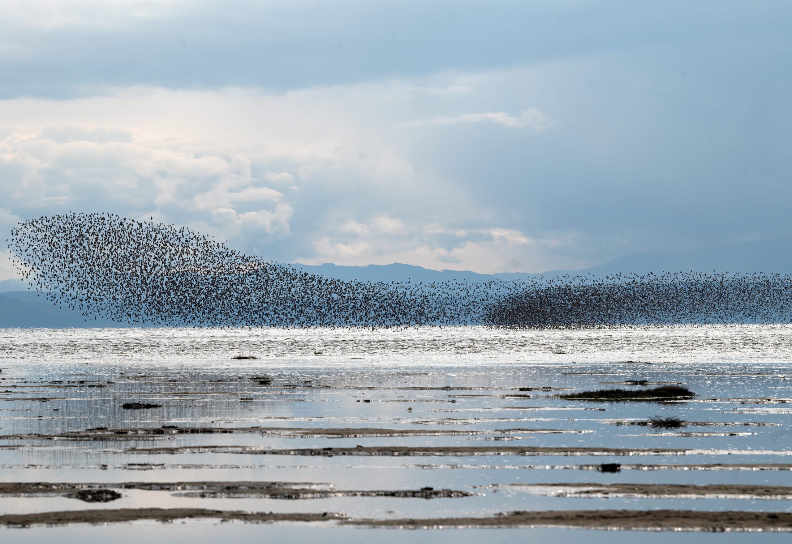 The magic in the mud: sandpipers’ migration superfood | Canadian Geographic