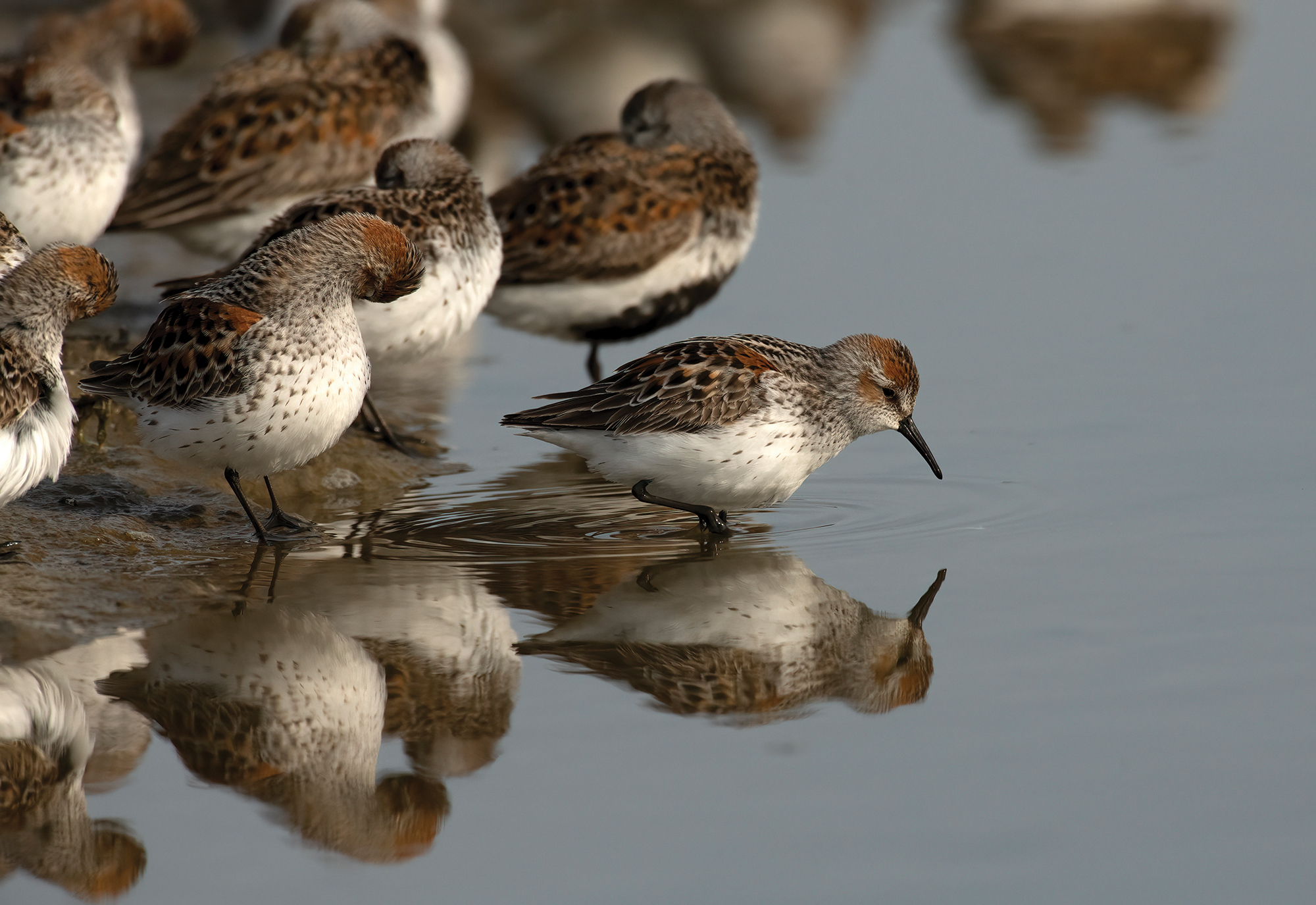 The magic in the mud: sandpipers’ migration superfood | Canadian Geographic
