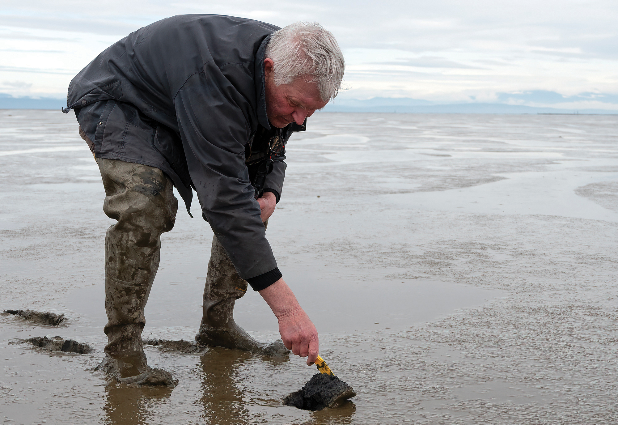 The magic in the mud: sandpipers’ migration superfood | Canadian Geographic