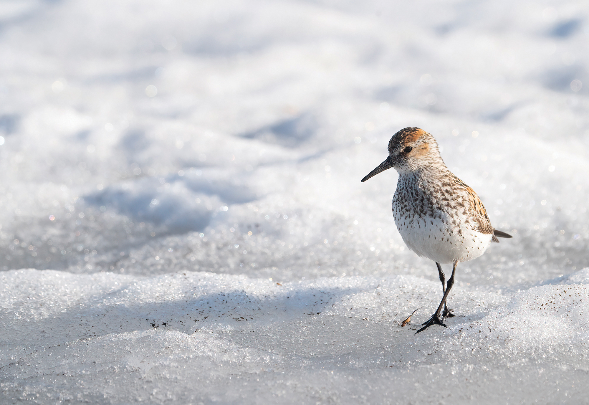 The magic in the mud: sandpipers’ migration superfood | Canadian Geographic