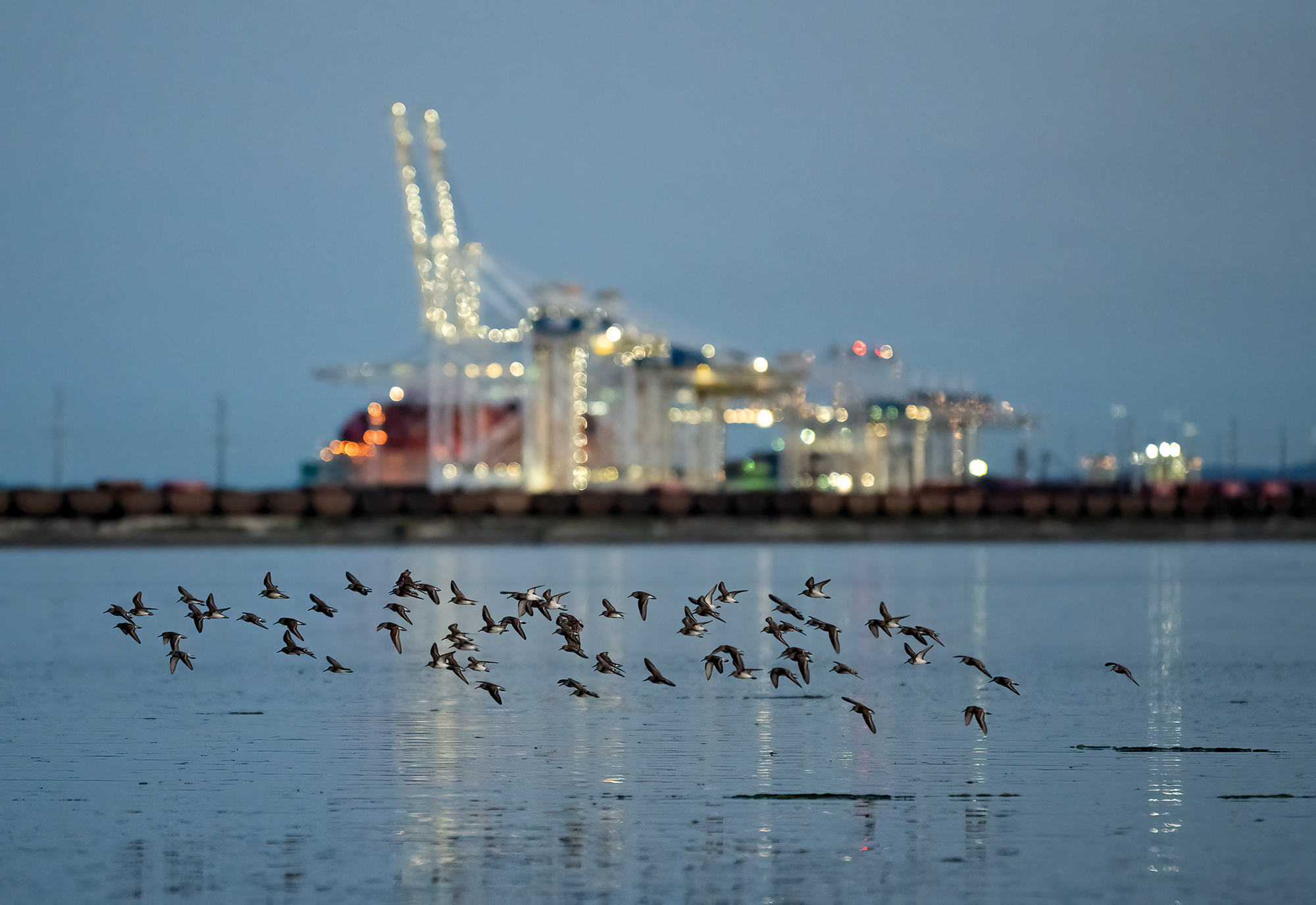 The magic in the mud: sandpipers’ migration superfood | Canadian Geographic