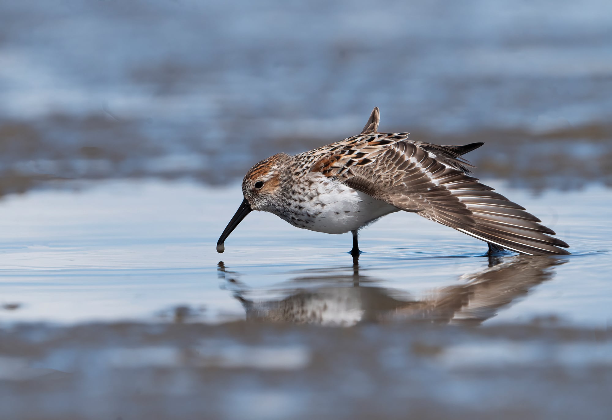 The magic in the mud: sandpipers’ migration superfood | Canadian Geographic