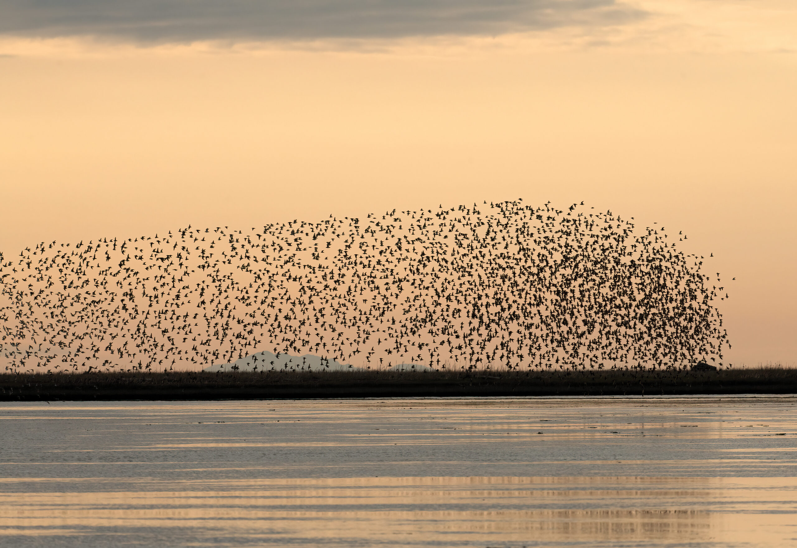 The magic in the mud: sandpipers’ migration superfood | Canadian Geographic
