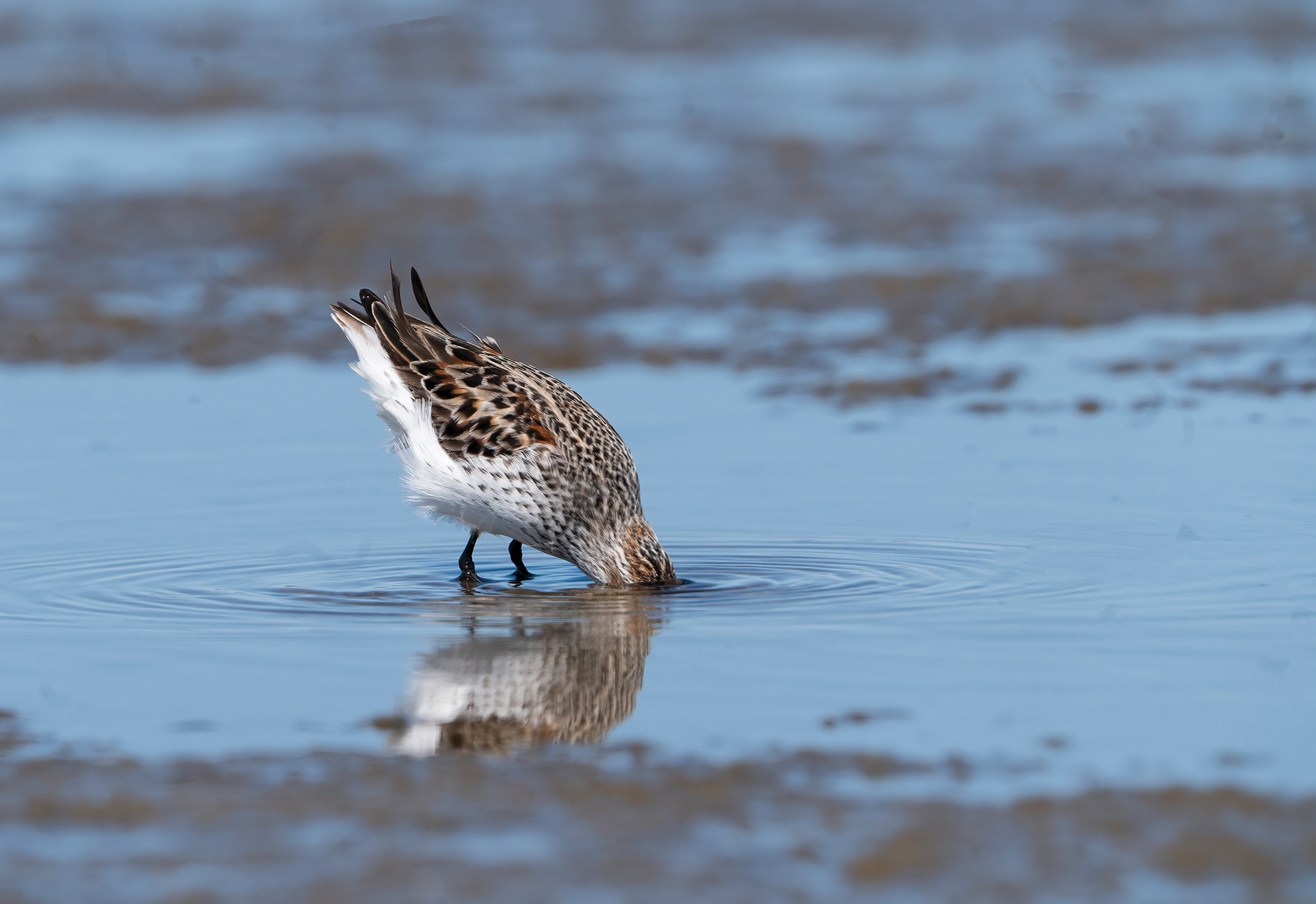 The magic in the mud: sandpipers’ migration superfood | Canadian Geographic