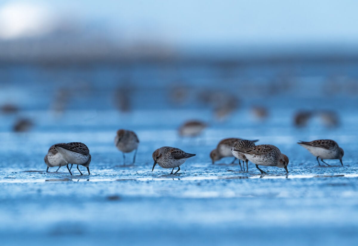 The magic in the mud: sandpipers’ migration superfood | Canadian Geographic