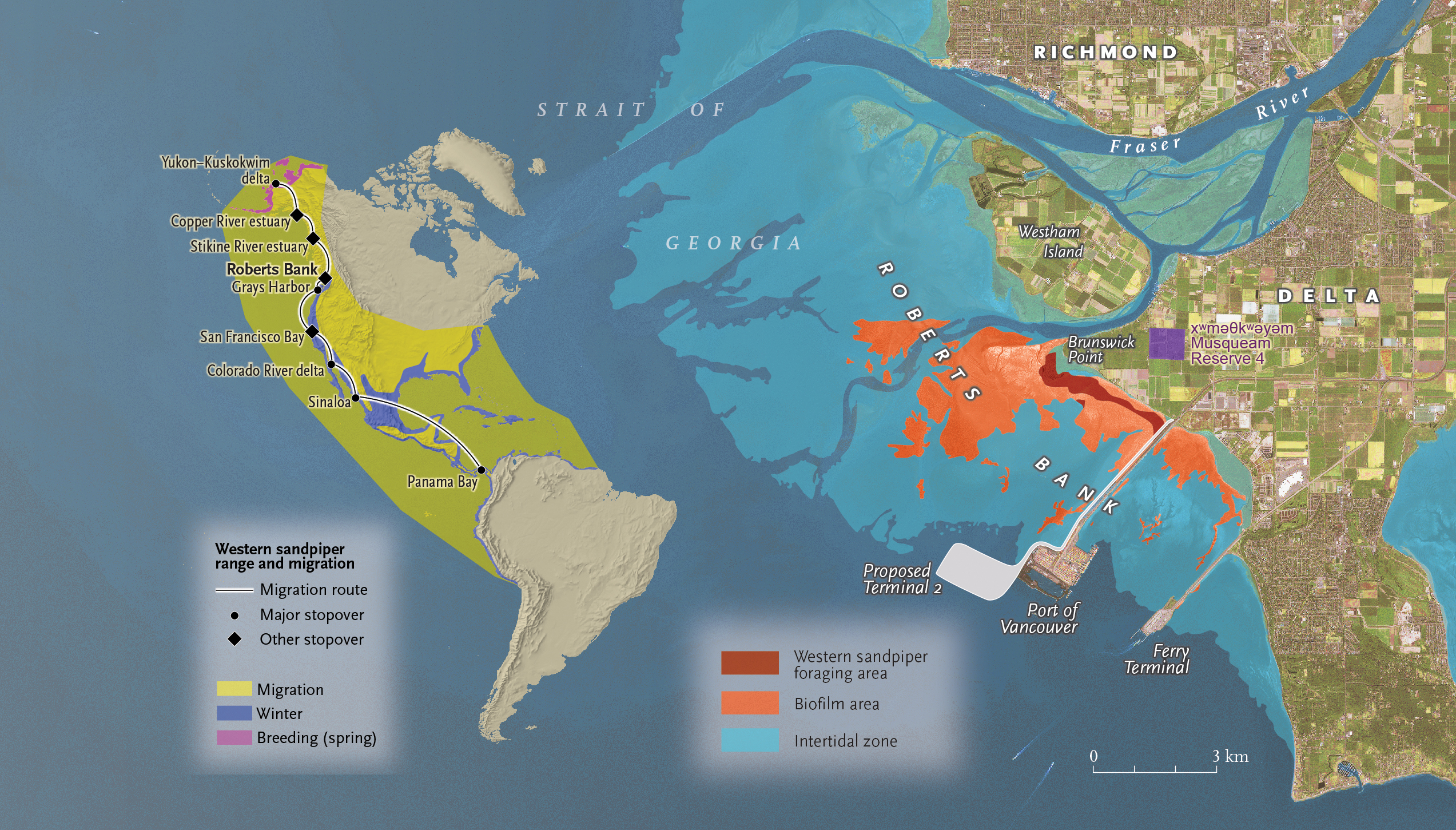 The magic in the mud: sandpipers’ migration superfood | Canadian Geographic