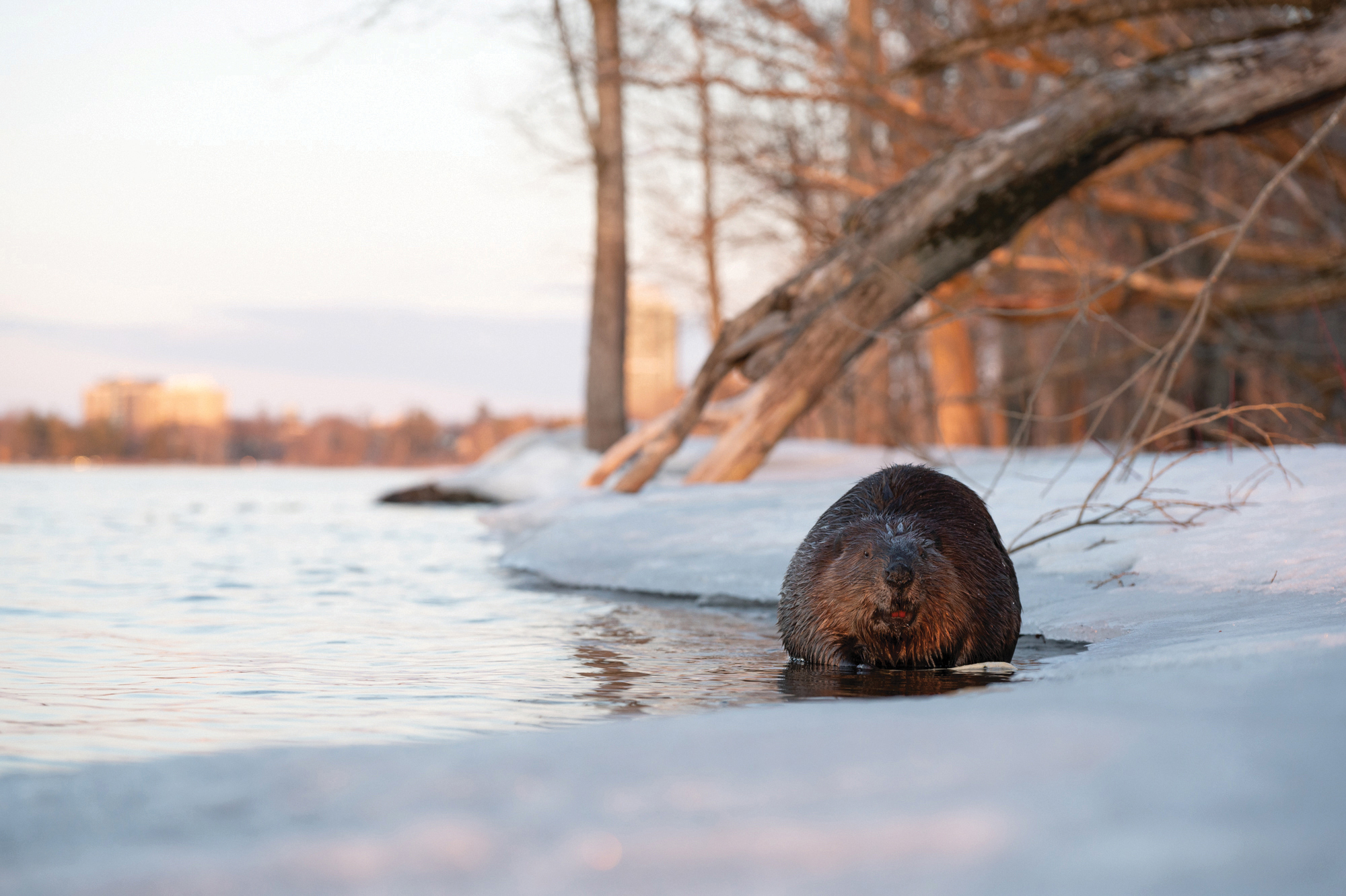 The dam, the myth, the legend: 50 years of the beaver | Canadian Geographic