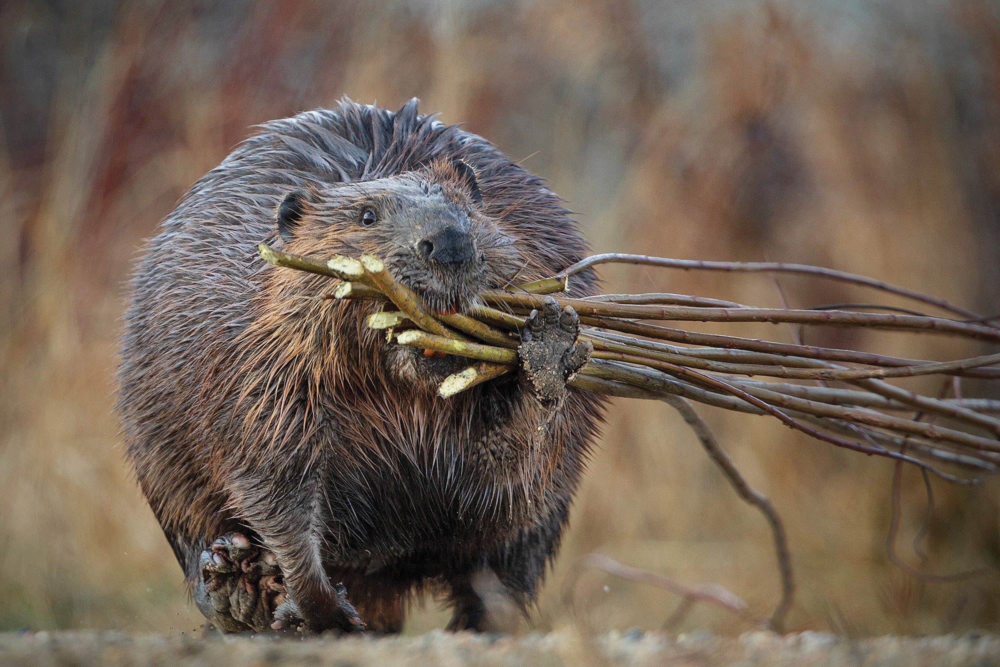 The dam, the myth, the legend: 50 years of the beaver | Canadian Geographic