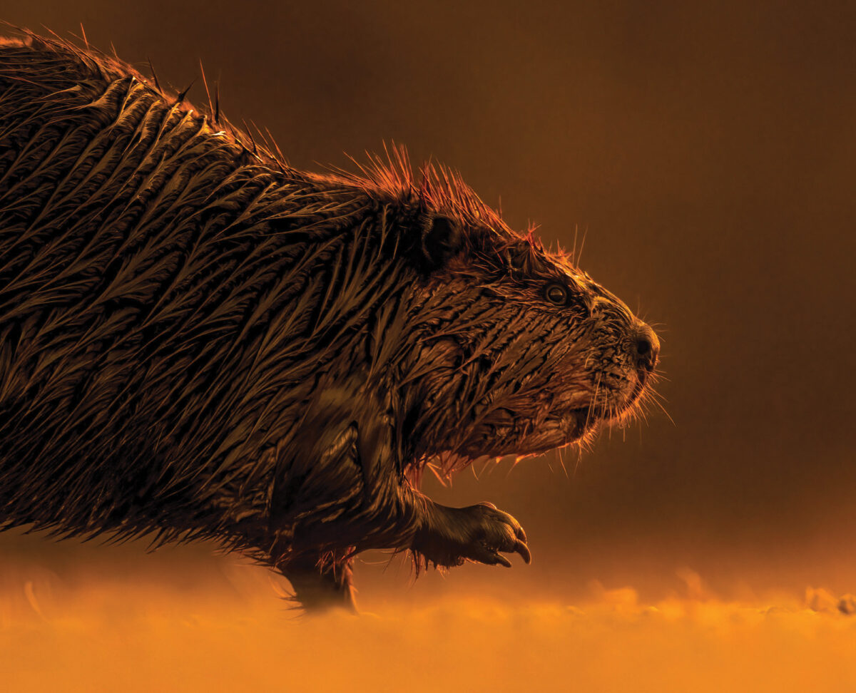 The dam, the myth, the legend: 50 years of the beaver | Canadian Geographic