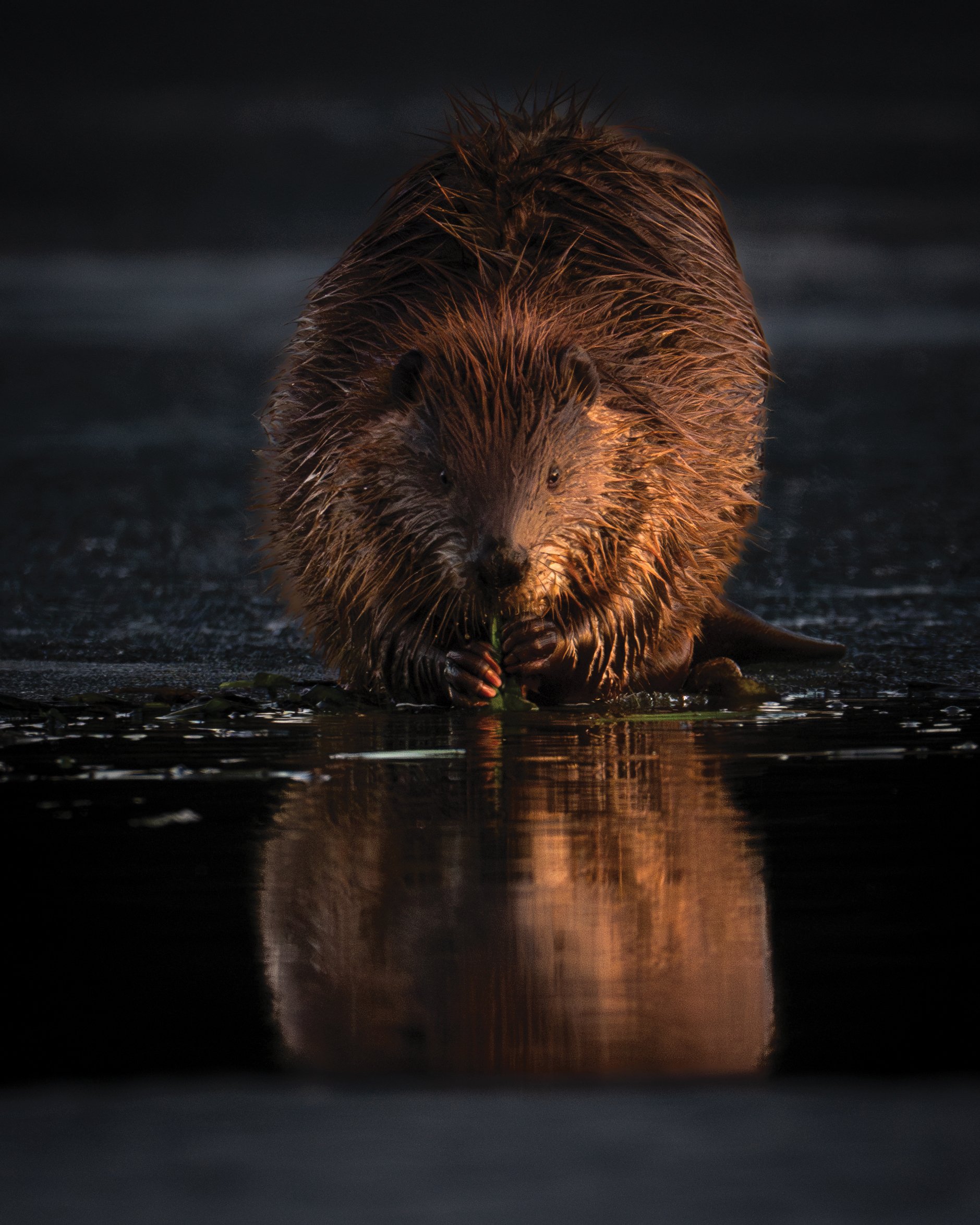 The dam, the myth, the legend: 50 years of the beaver | Canadian Geographic