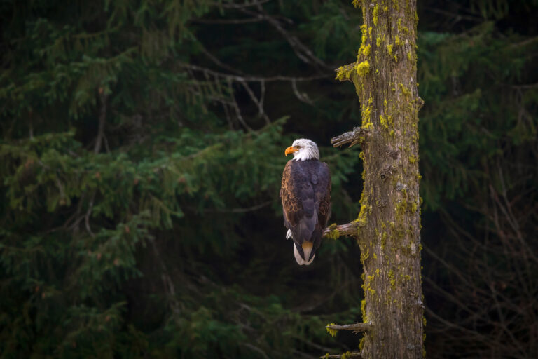 How the forest sector conserves biodiversity in our forests | Canadian ...