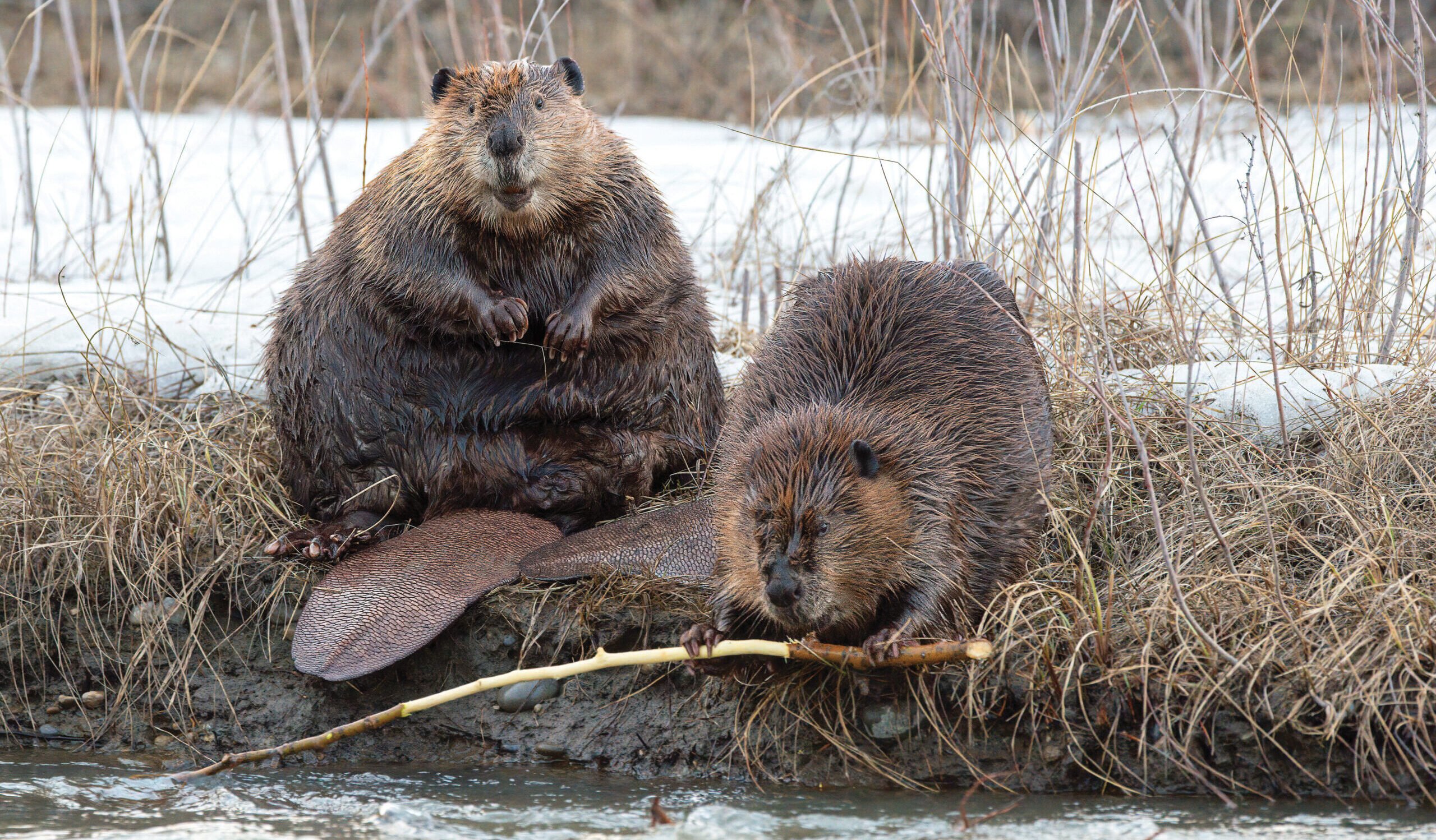 The dam, the myth, the legend: 50 years of the beaver | Canadian Geographic