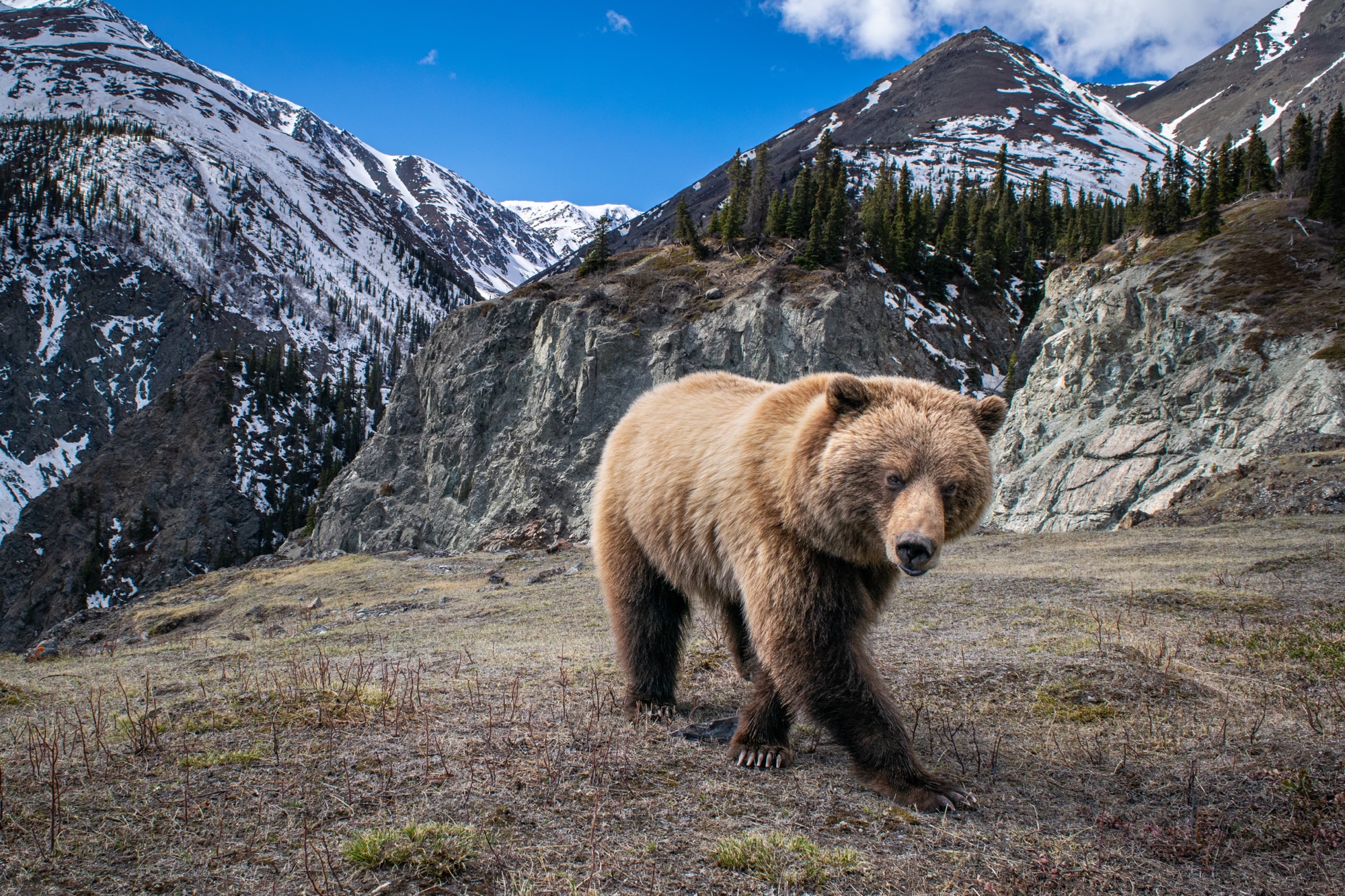 Wildlife without borders: Conservation in the time of Trump | Canadian ...