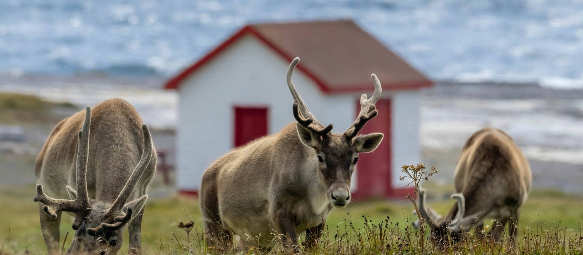 Natural Wonders of Western Newfoundland | Canadian Geographic