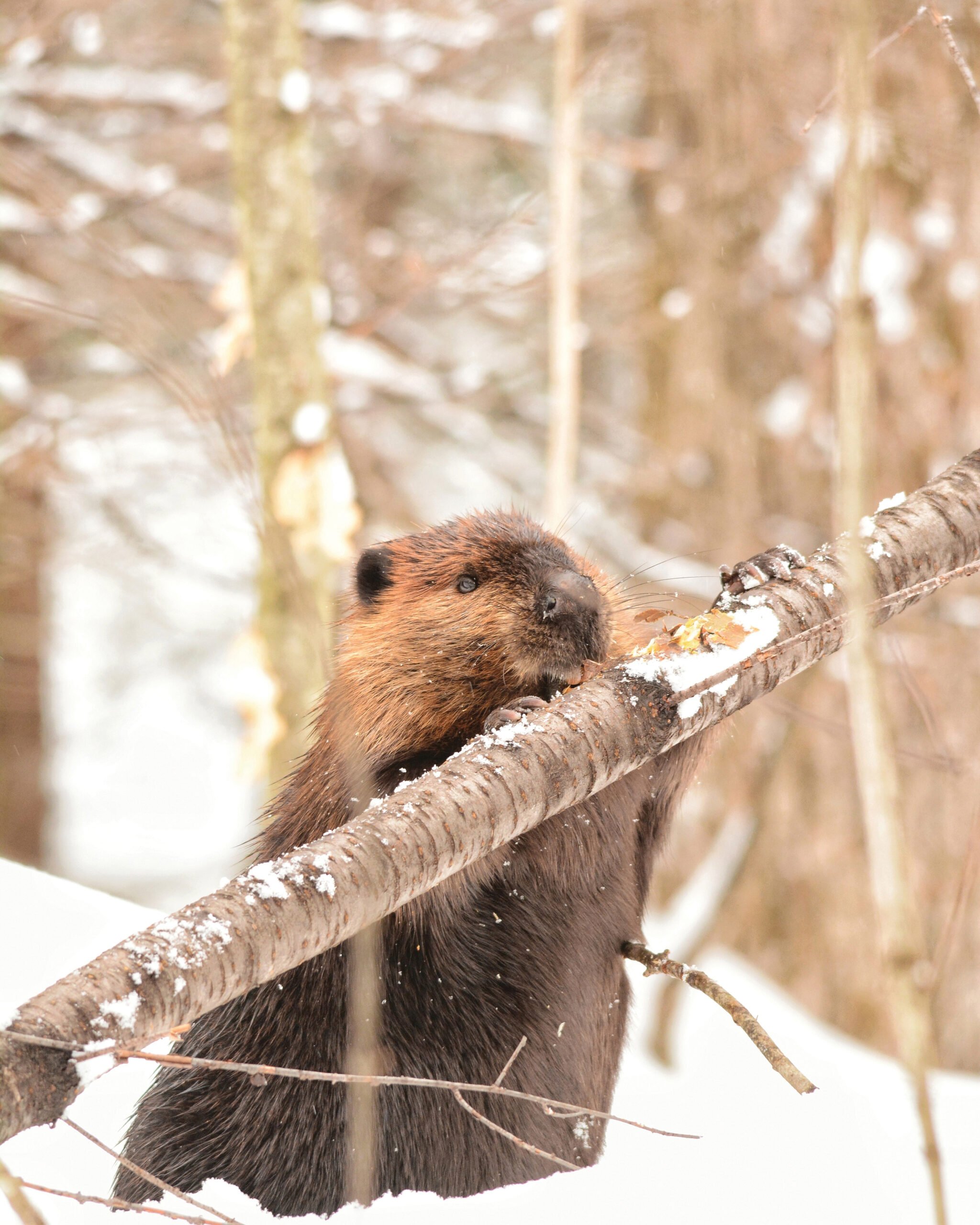 The dam, the myth, the legend: 50 years of the beaver | Canadian Geographic
