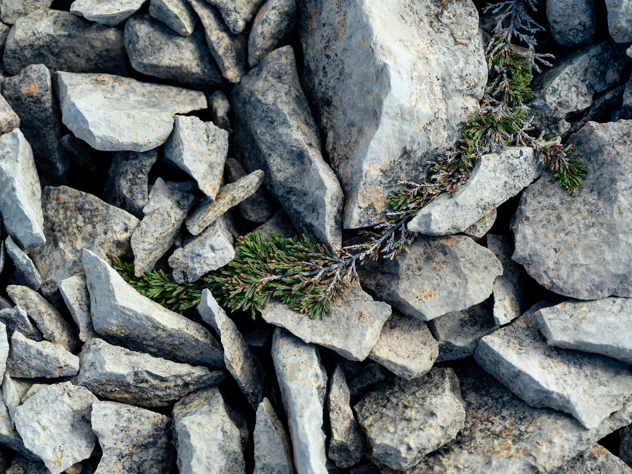The rare native plants of Newfoundland’s barrens | Canadian Geographic